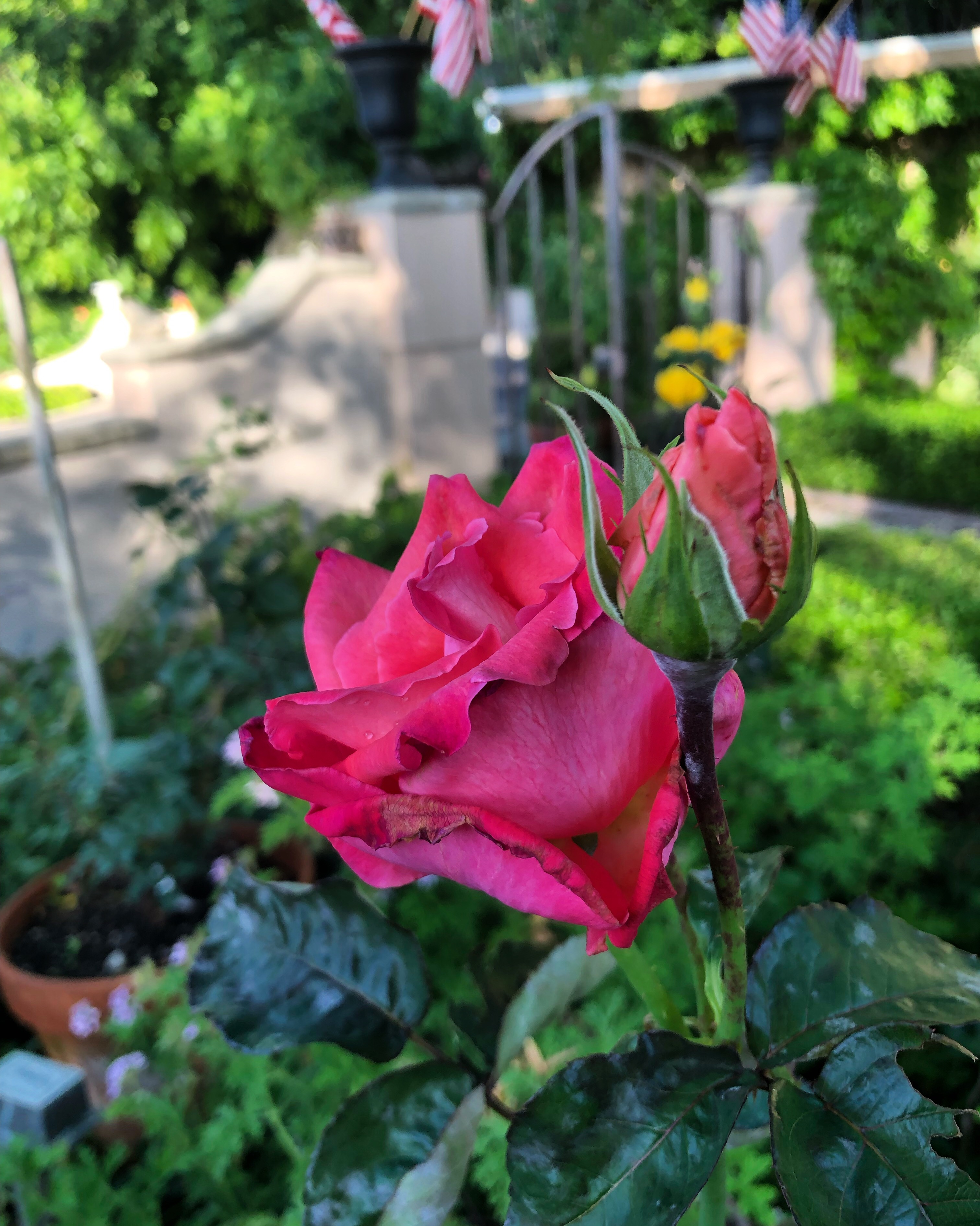 Roses in the Garden – Joe Ruggiero at Home