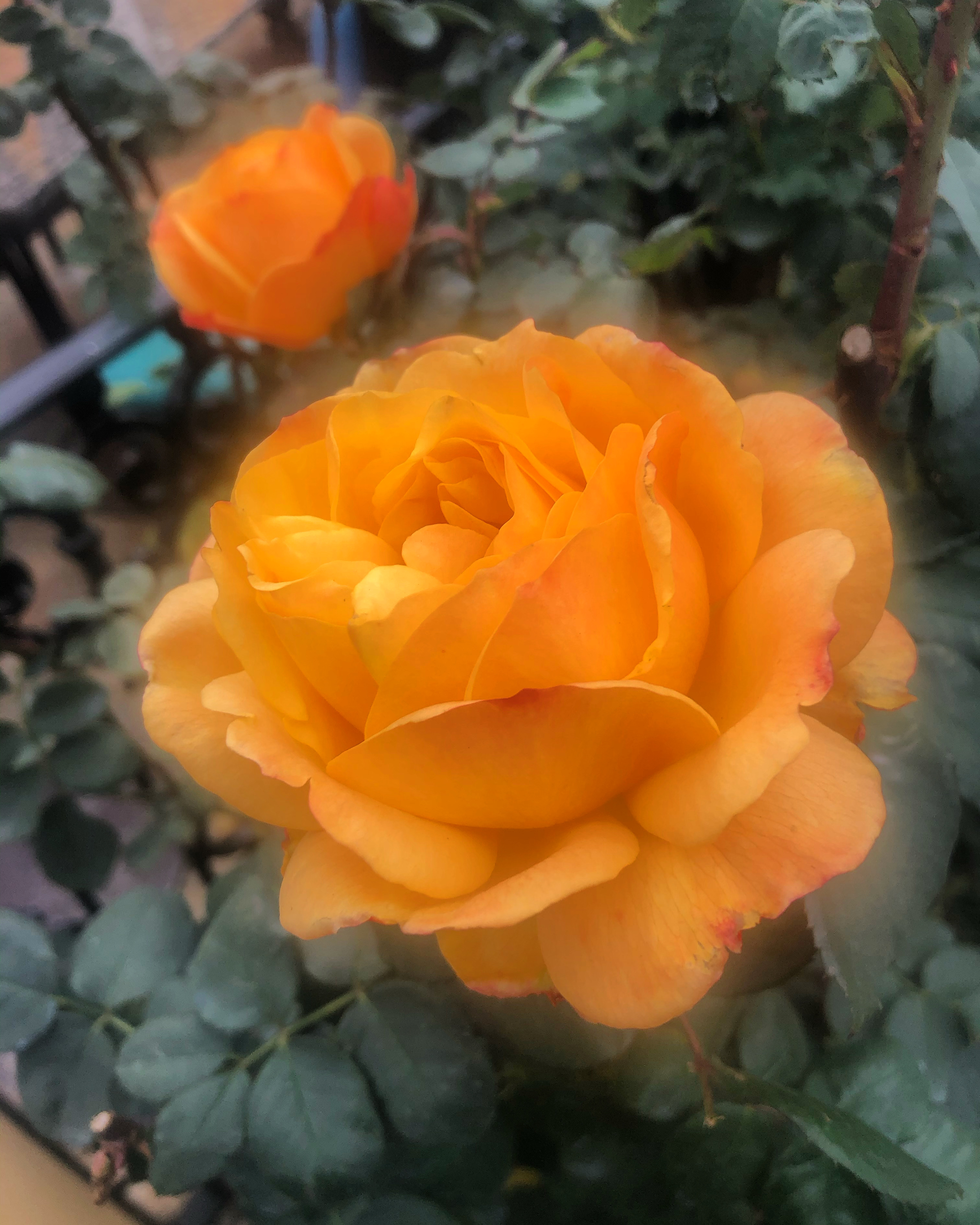 Rose Garden – Joe Ruggiero at Home