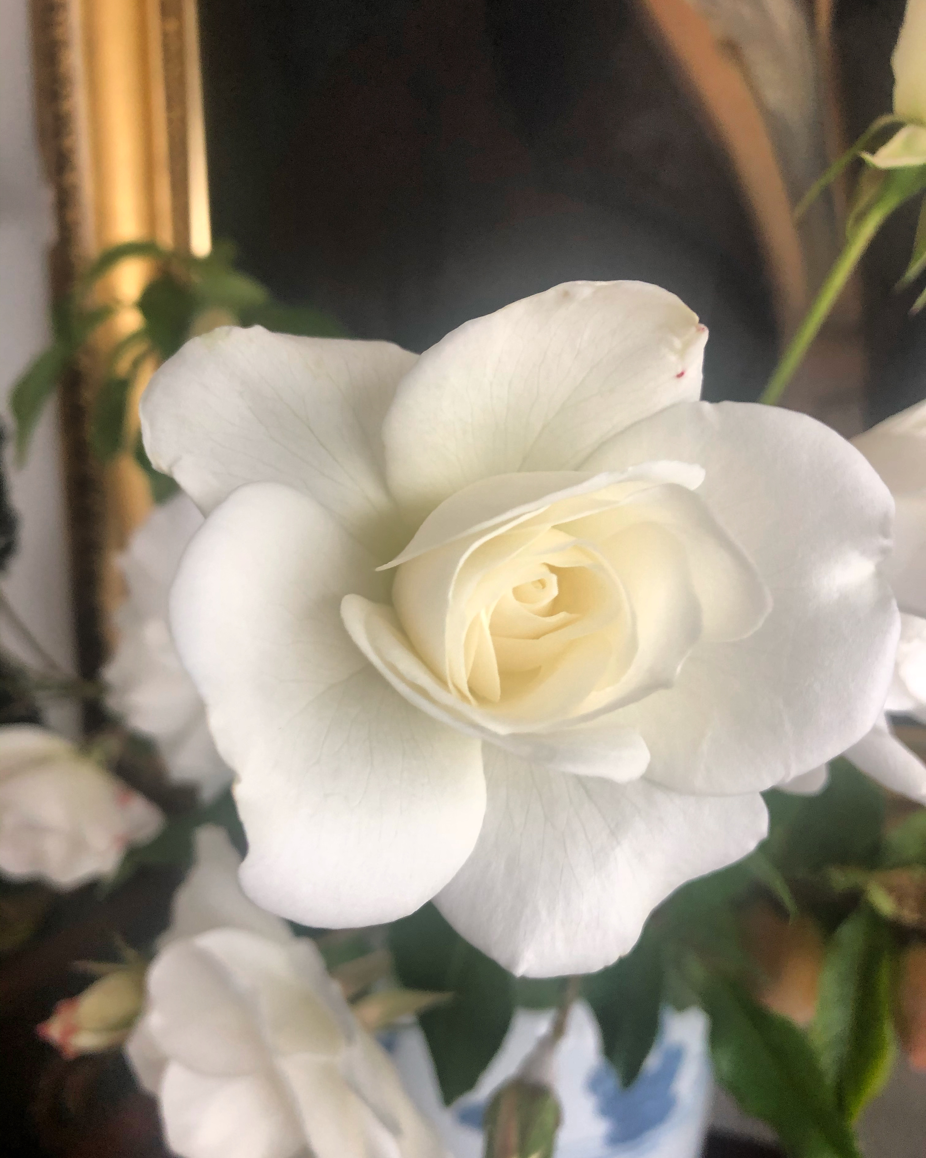 The White Rose – Joe Ruggiero at Home