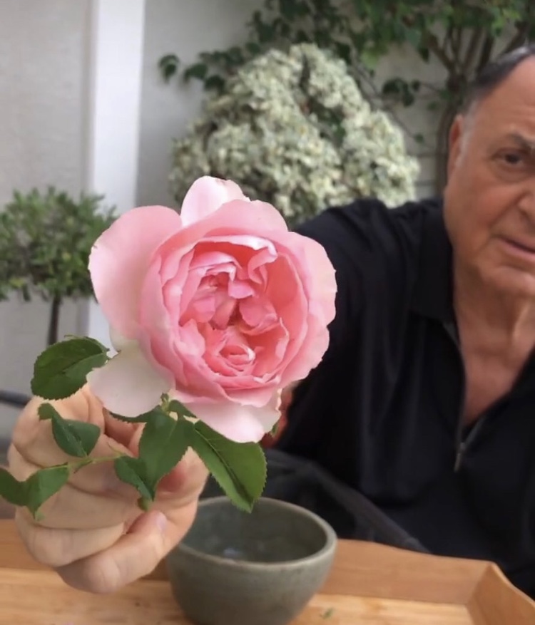 The Beauty of Garden Roses! – Joe Ruggiero at Home