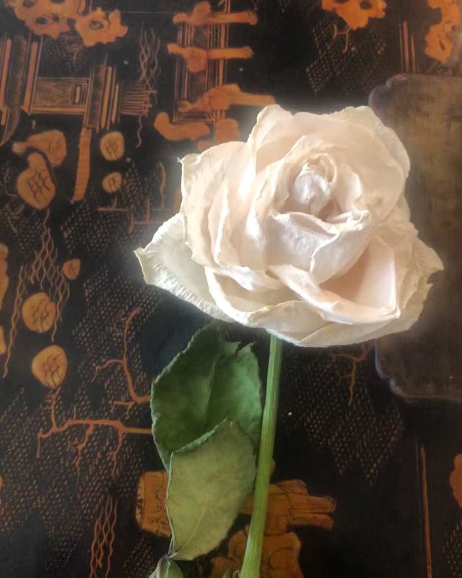 A Dried Rose! – Joe Ruggiero at Home
