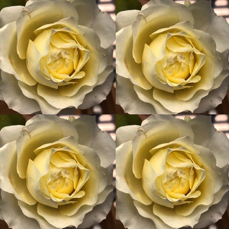 Rose Dreams! – Joe Ruggiero at Home