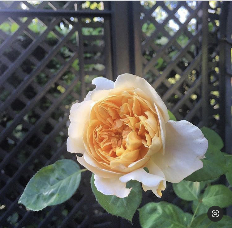 Rose Lovers! – Joe Ruggiero at Home