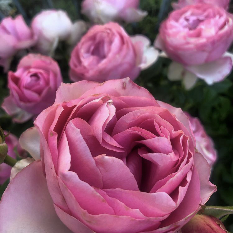 Rose Fever! – Joe Ruggiero at Home