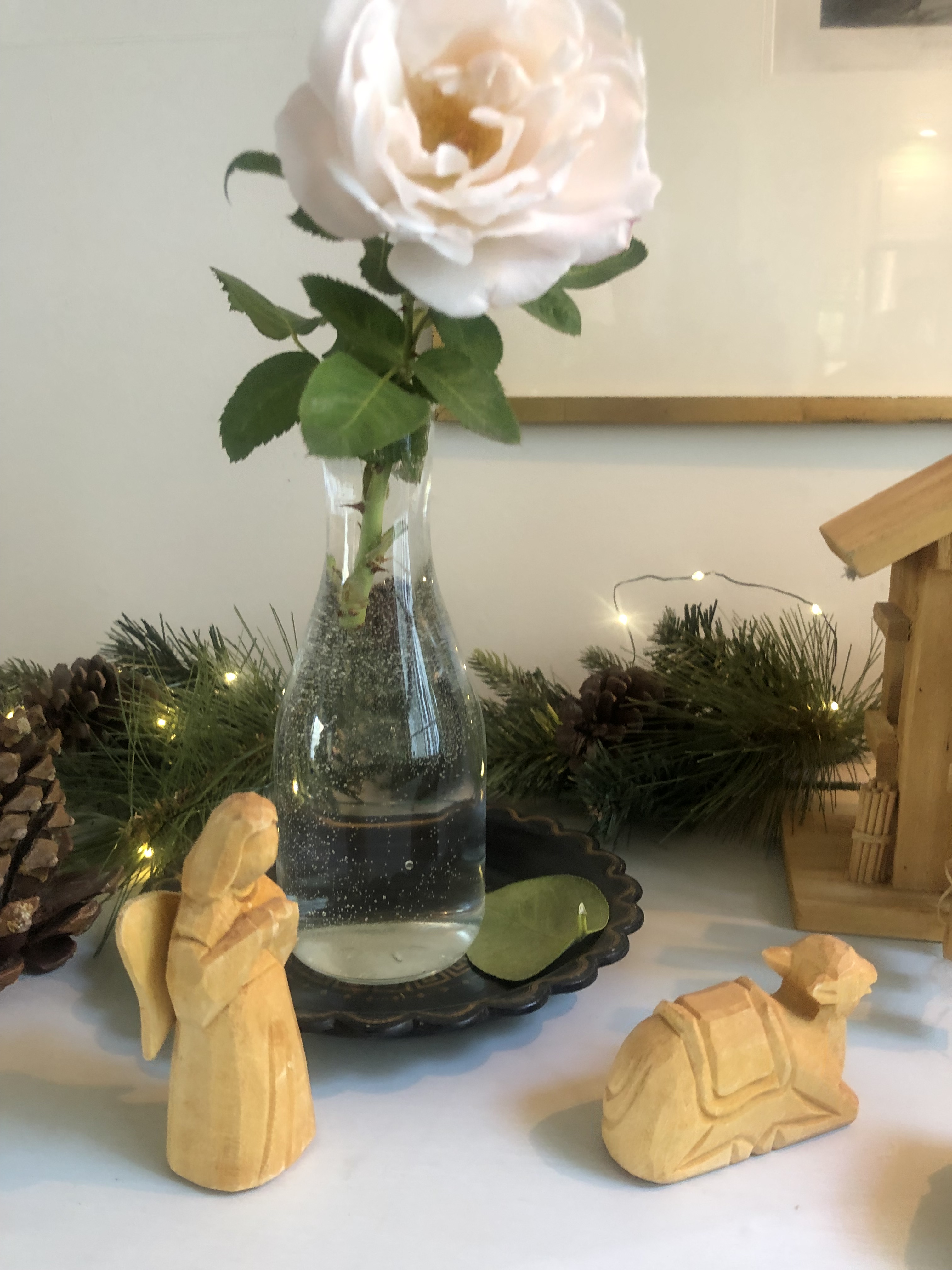 Christmas Rose! – Joe Ruggiero at Home